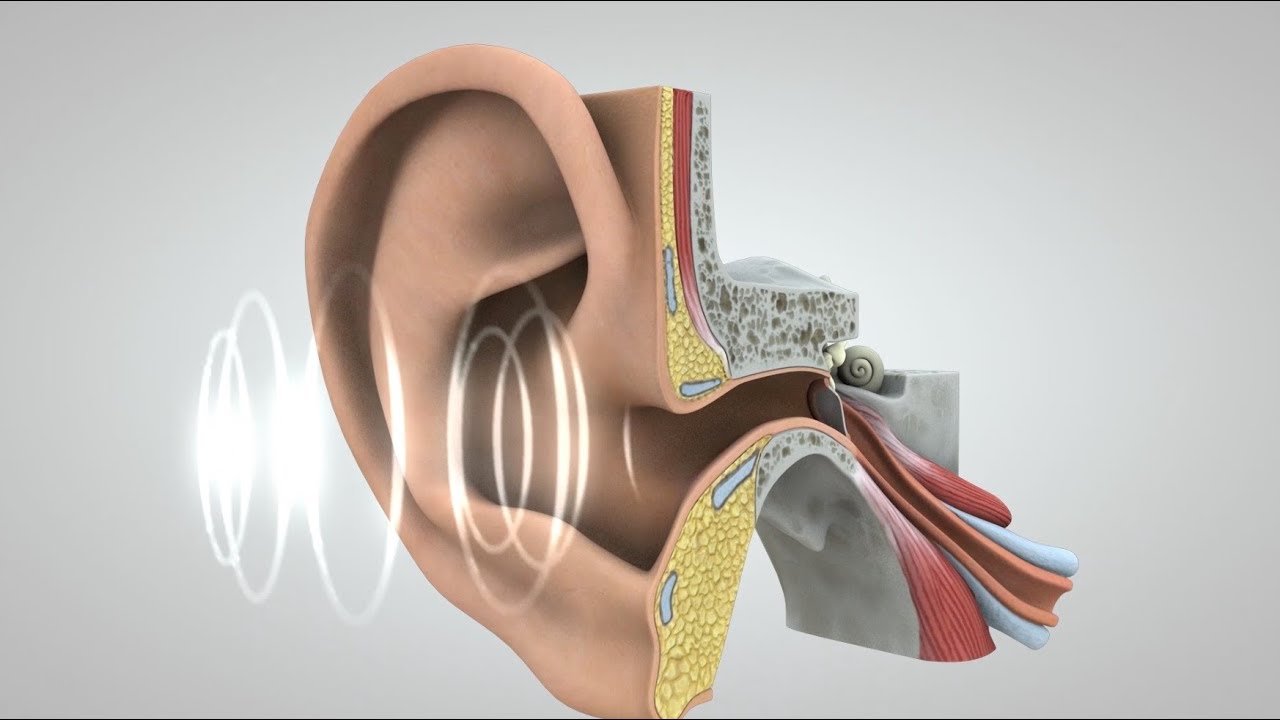 Hearing: How does it work? – Health Video Tips